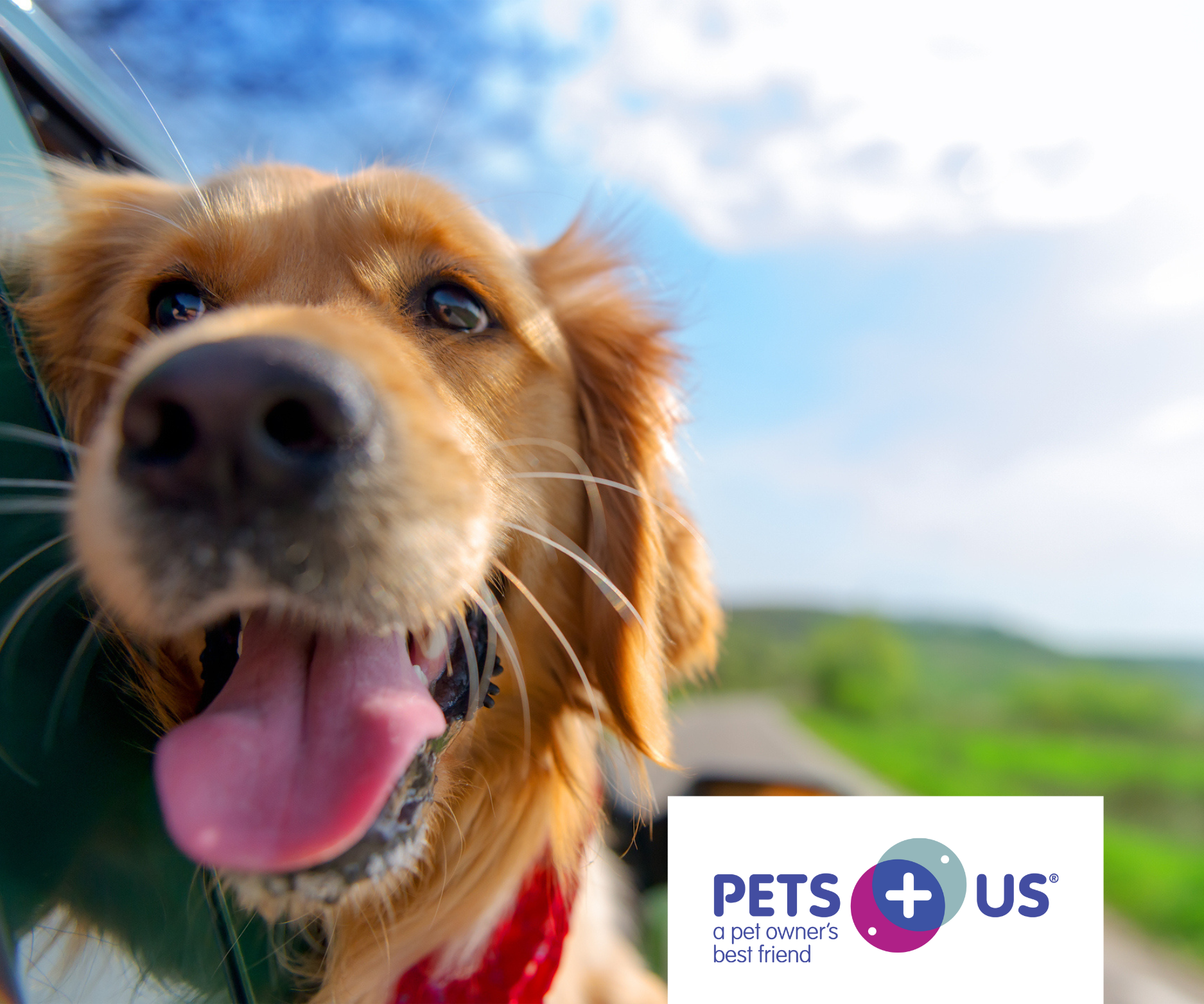 Help Protect Your Pet with Essential Care and Pet Insurance Tips from CAA